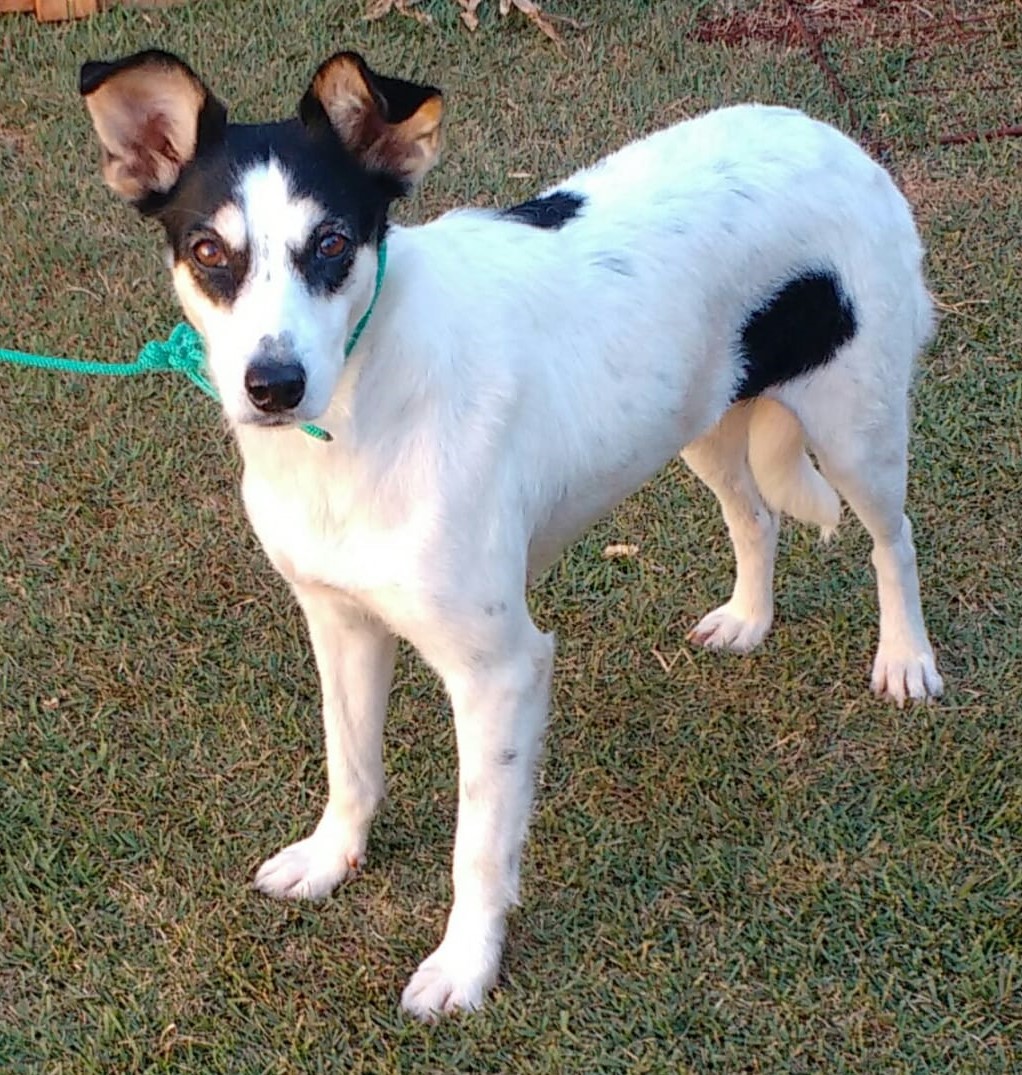 Nossos Animais Comunitários: Pirulita – Universidade Federal de Jataí